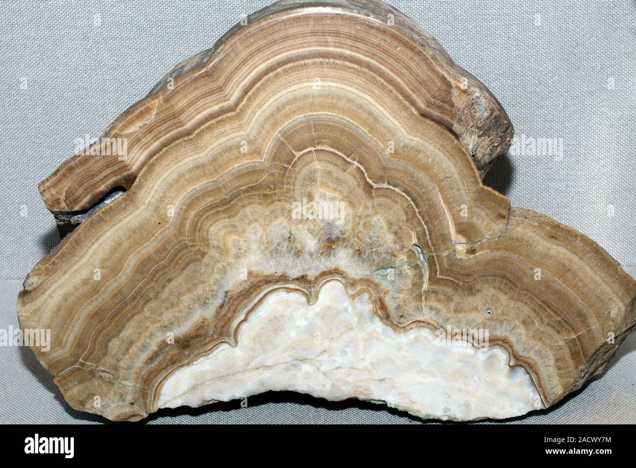 Calcium carbonate precipitation. Polished section of rock showing how ...