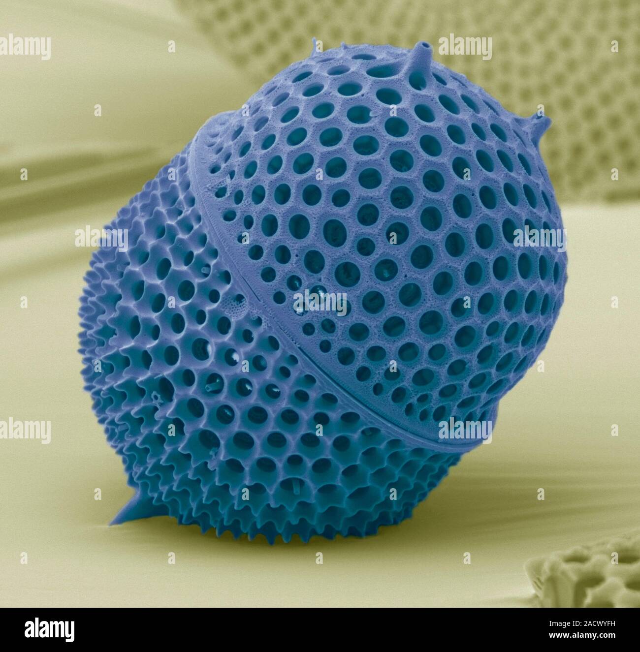 Radiolarian. Scanning electron micrograph (SEM) of the shell or test of ...