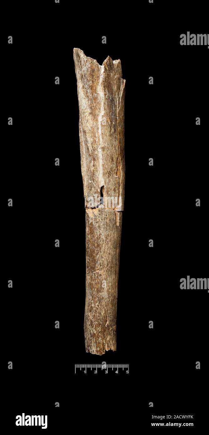 Boxgrove Man fossil bone. This is a specimen of a fossil tibia or ...