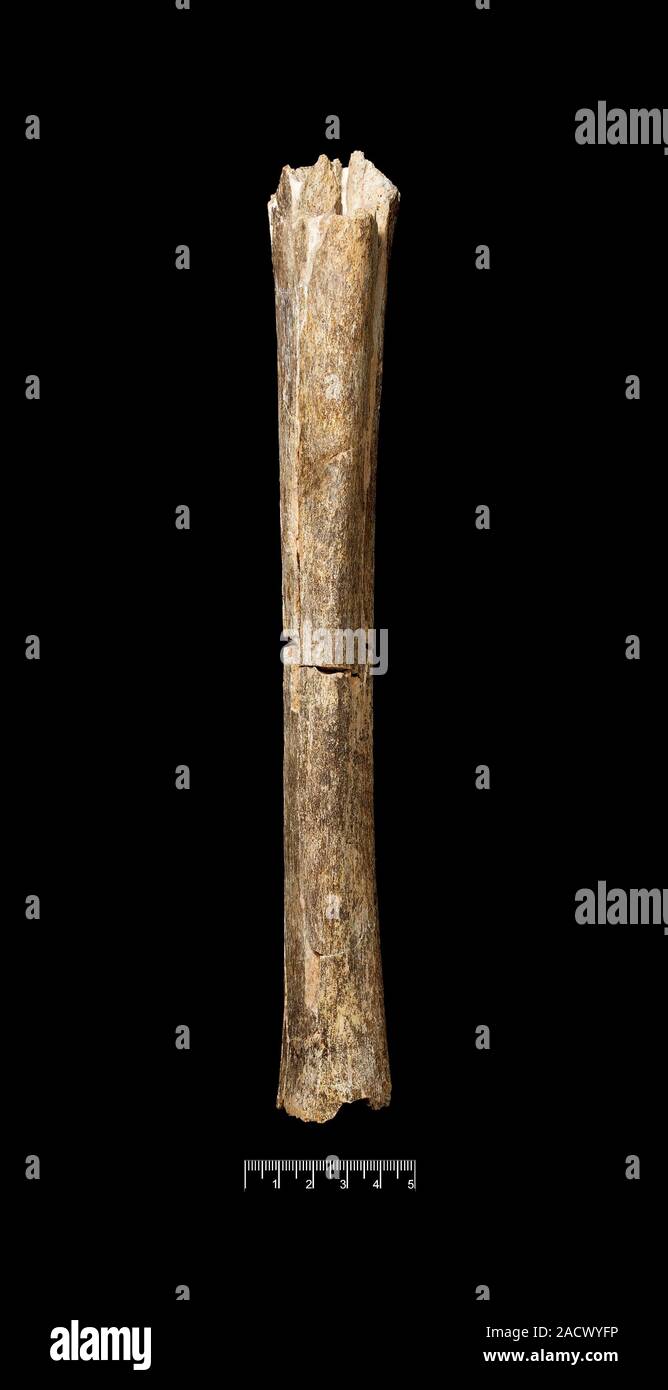 Boxgrove Man fossil bone. This is a specimen of a fossil tibia or ...