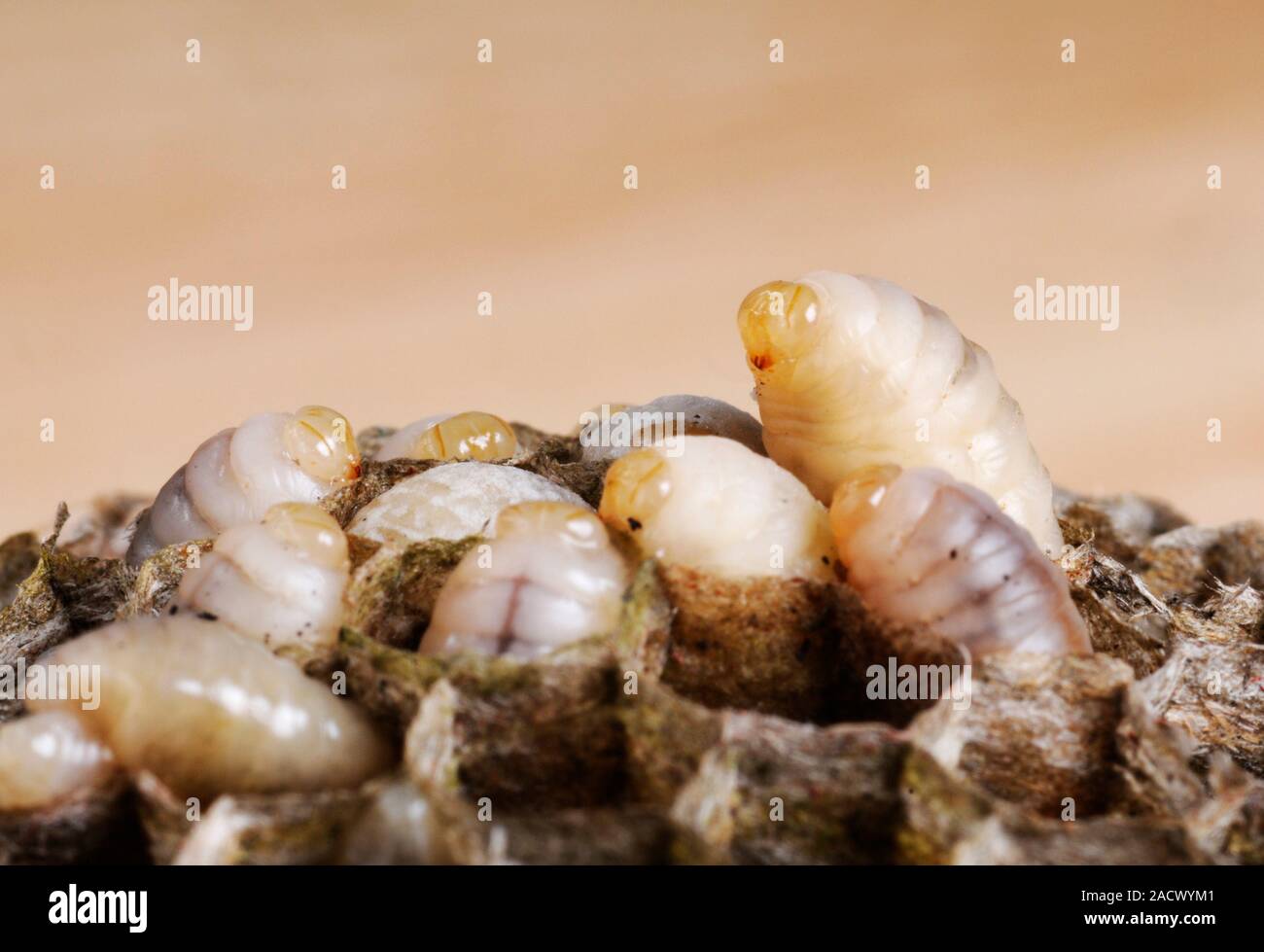 Wasp larvae in their nest, with outside layers removed. Wasp nests are ...