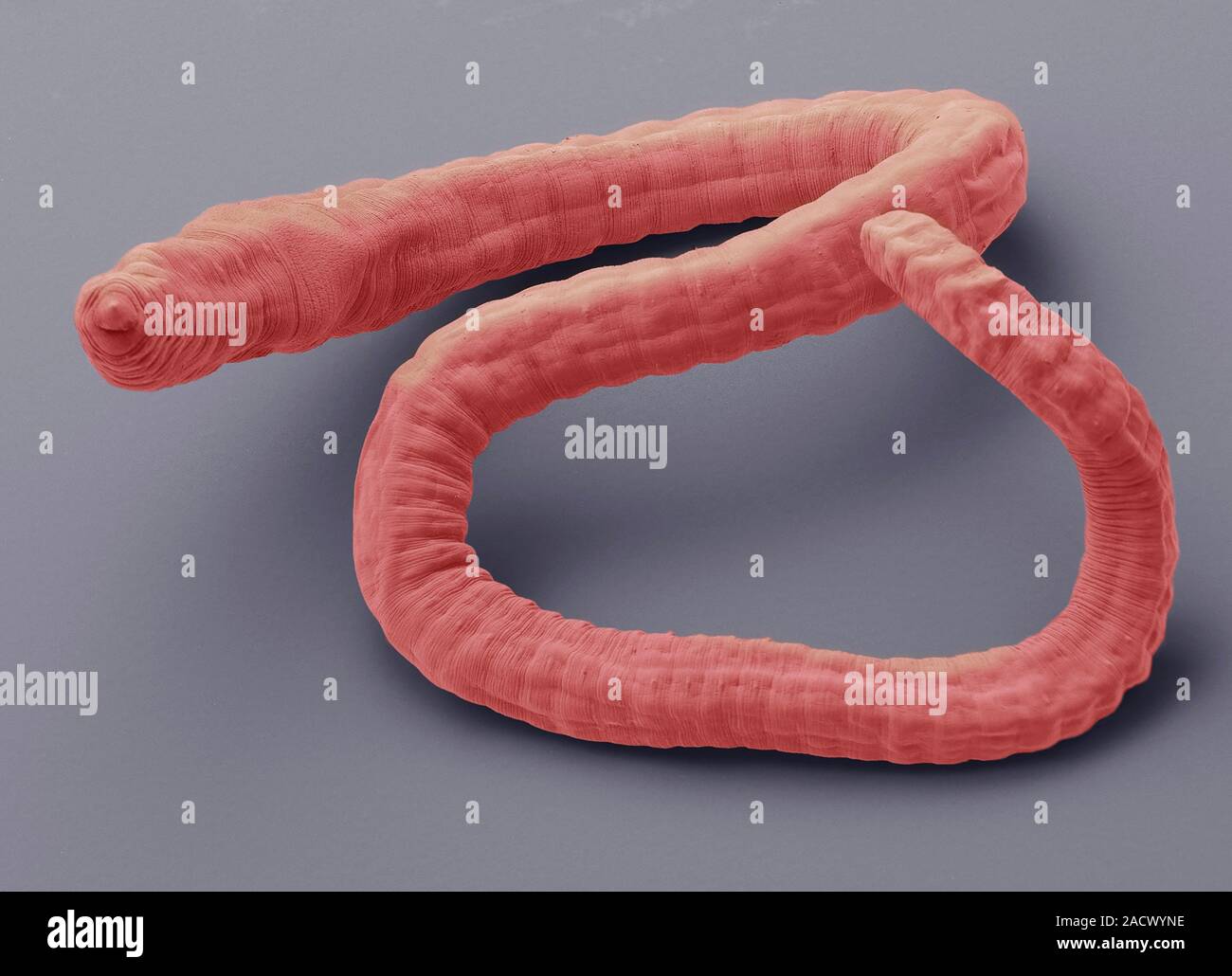 Tubifex worm, coloured scanning electron micrograph (SEM). Tubifex ...