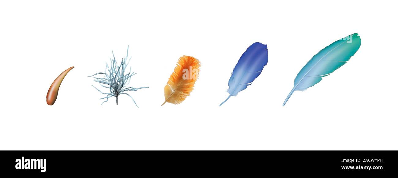 Evolution of feathers. Artwork showing the evolution of feathers in ...
