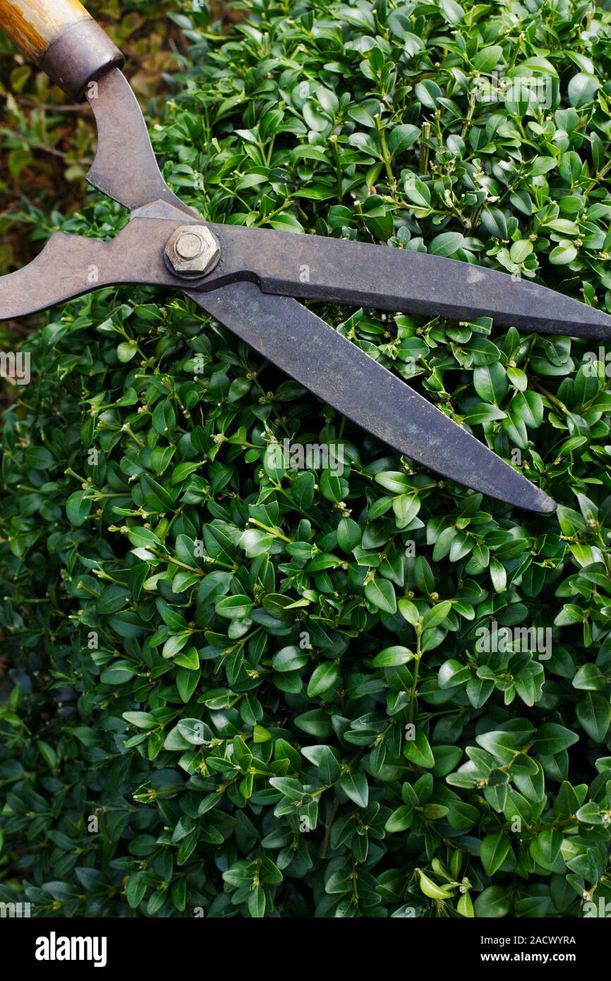 Trimming/shaping Box shrub (Buxus sempervirens) using garden shears ...