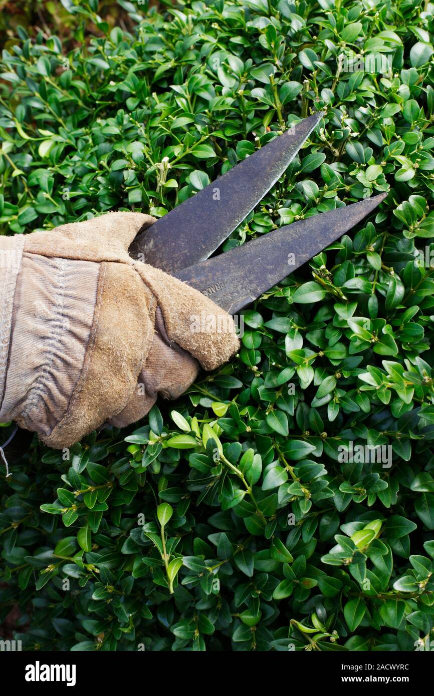 Trimming/shaping Box shrub (Buxus sempervirens) using hand/sheep shears ...
