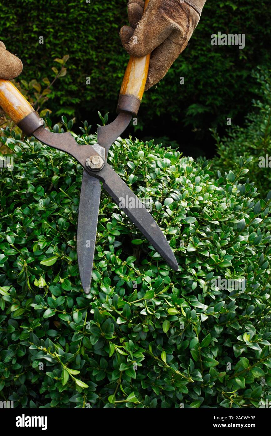 Trimming/shaping Box shrub (Buxus sempervirens) using garden shears ...