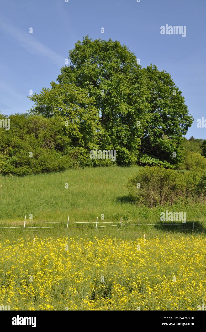 Rapeseed field with trees Stock Photo - Alamy