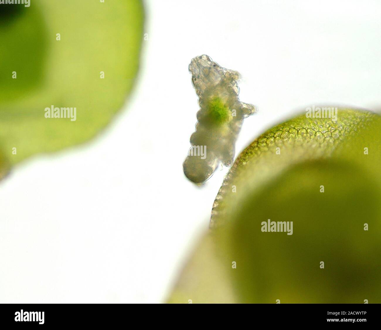 Water bear in moss, light micrograph. Water bears (or tardigrades) are ...