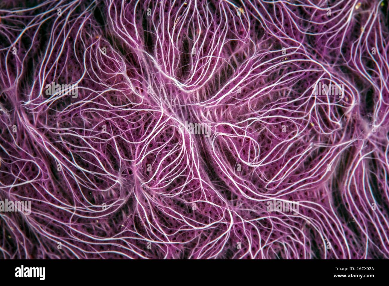 Encrusting sponge (Chalinula nematifera), close-up. Photographed in the ...