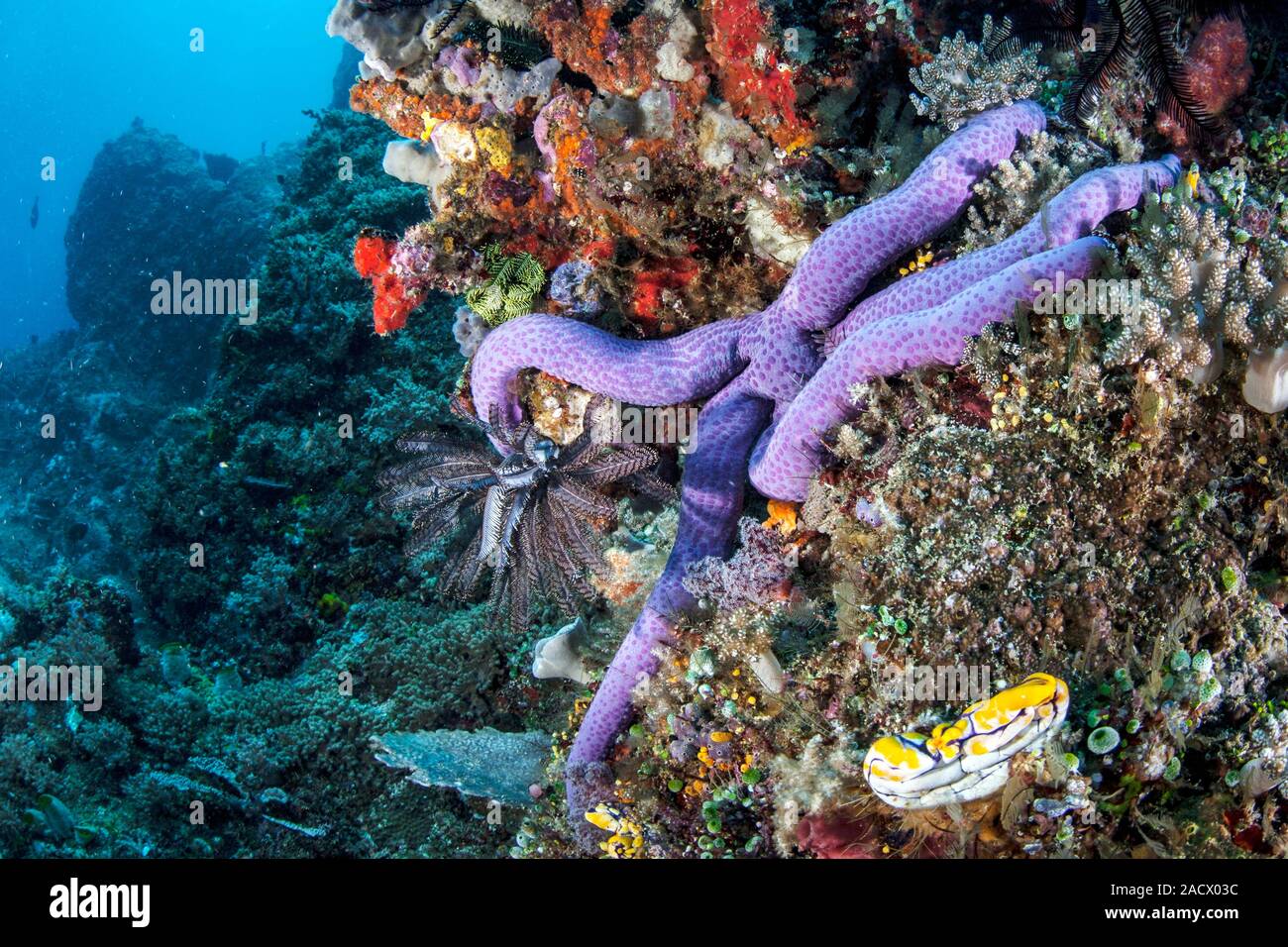 Purple starfish (Linckia sp.) on a coral reef. Photographed off ...