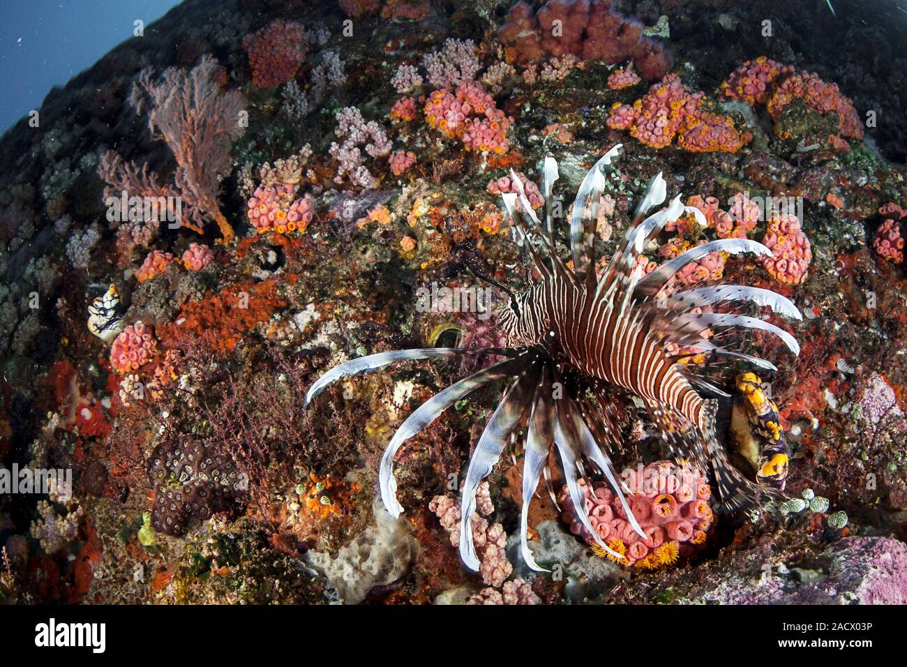Lionfish (Pterois volitans). Lionfish are highly venomous predatory ...