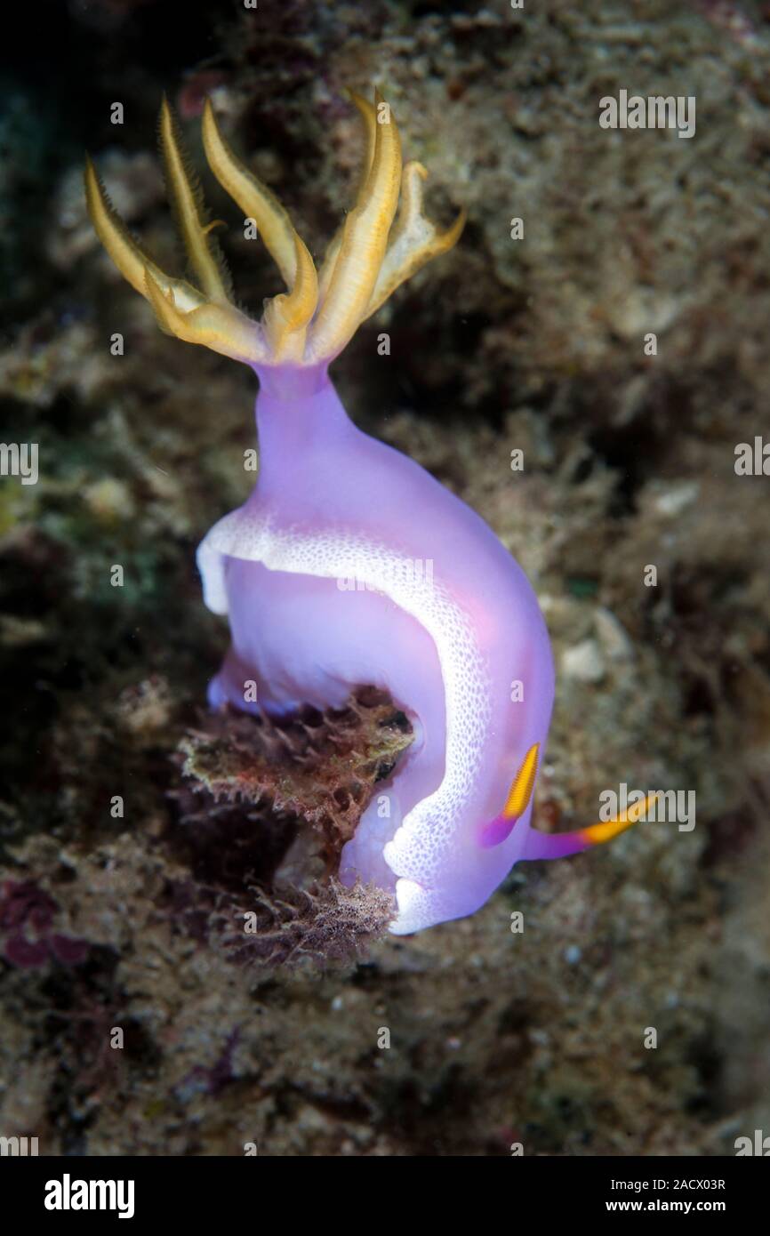 Nudibranch (Hypselodoris bullocki), or sea slug, searching for food on ...