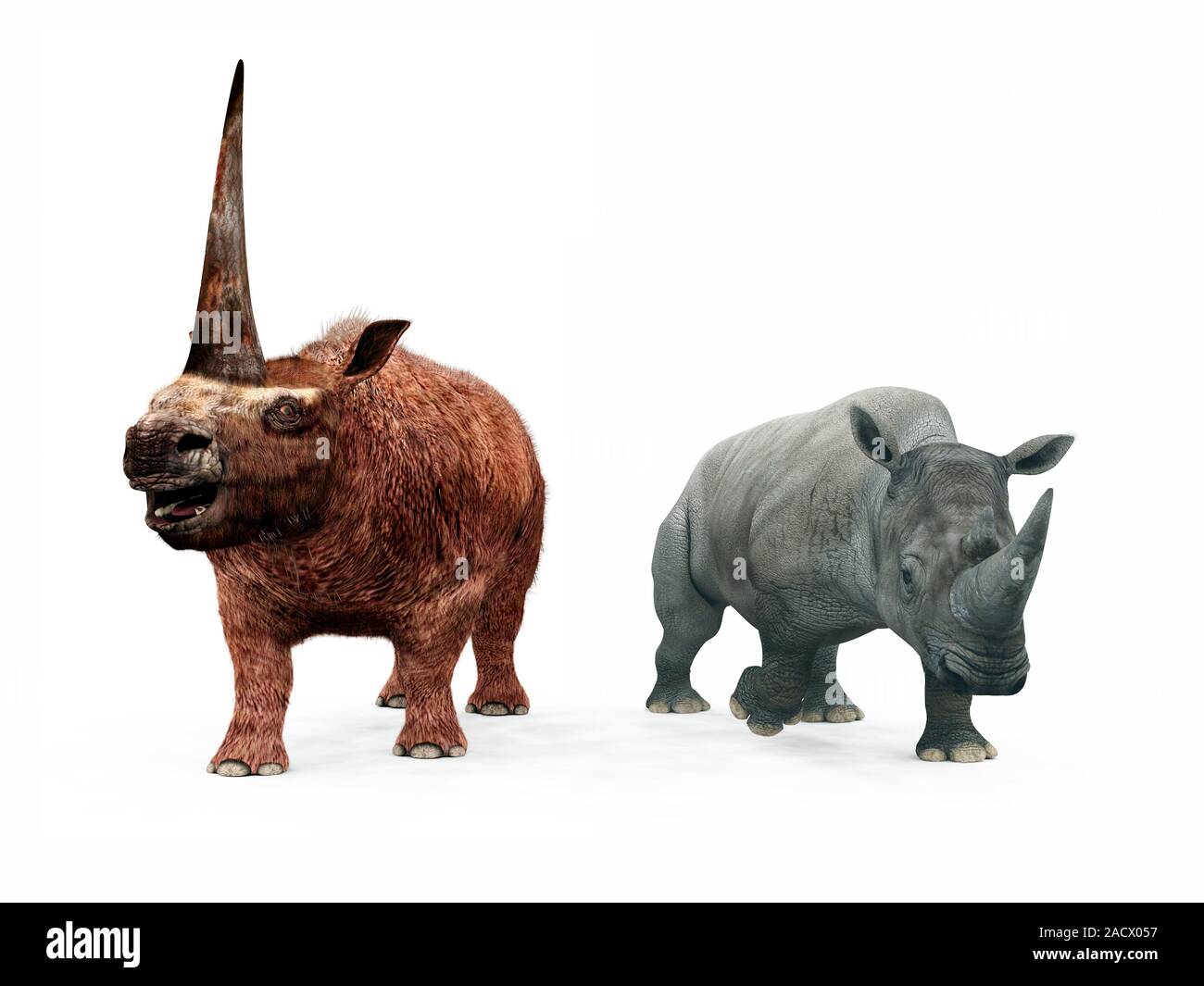 Artwork of an adult Elasmotherium from 2 million years ago compared to ...