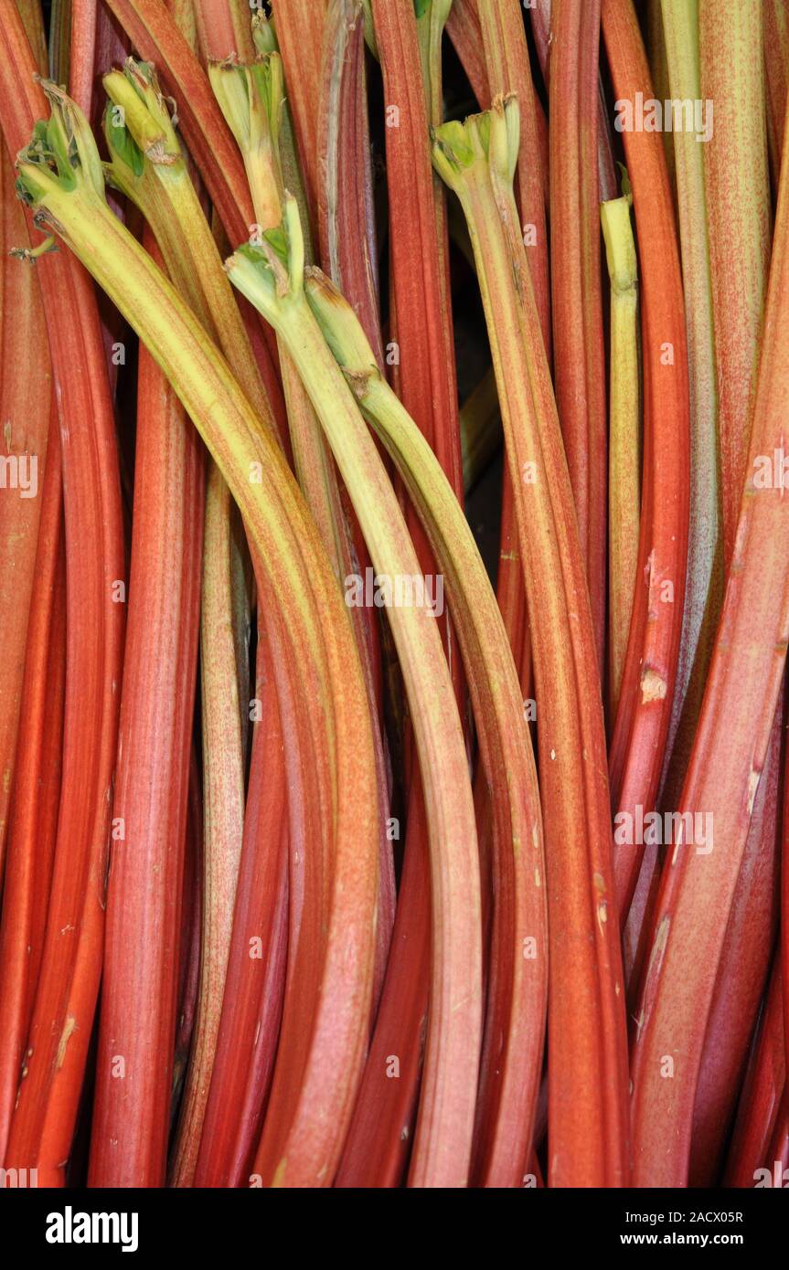 Rhabarber High Resolution Stock Photography and Images - Alamy