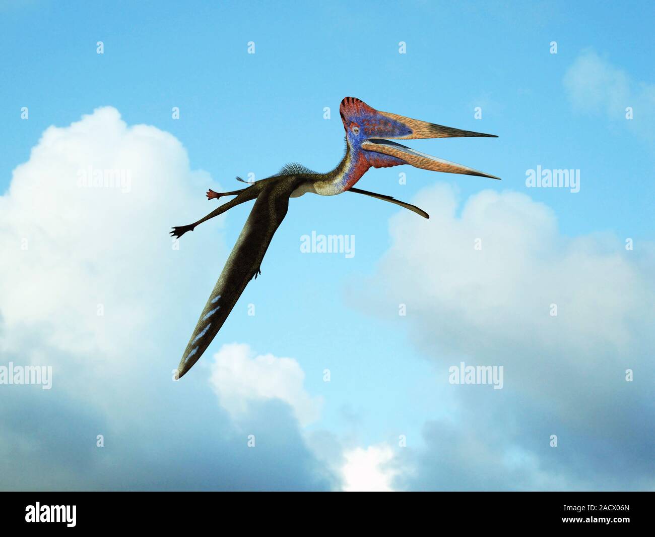 Artwork of Zhejiangopterus, the genus of a moderately large azhdarchid pterosaur with a wingspan ...