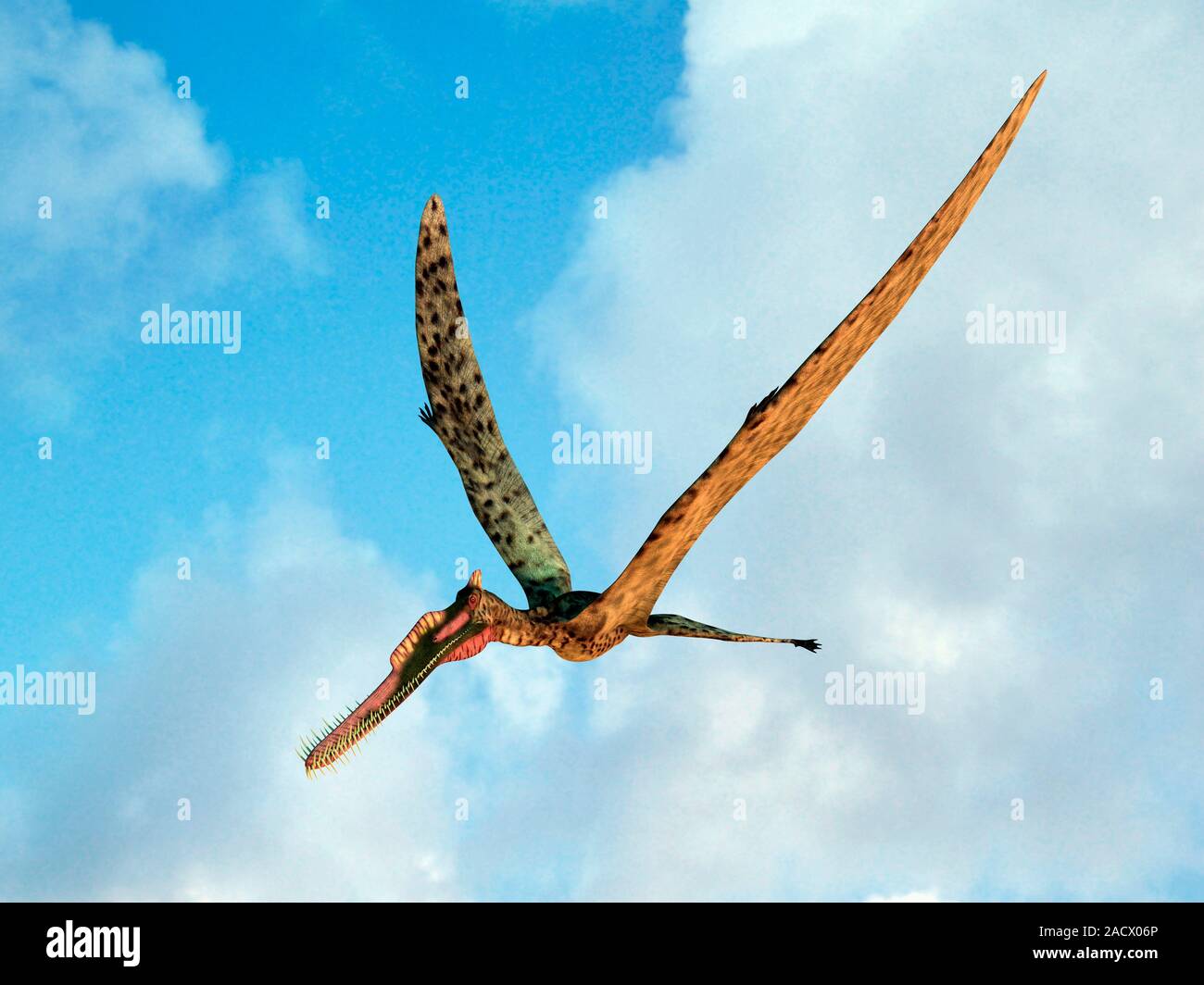 Artwork of Zhenyuanopterus, the genus of a moderately large pterosaur ...