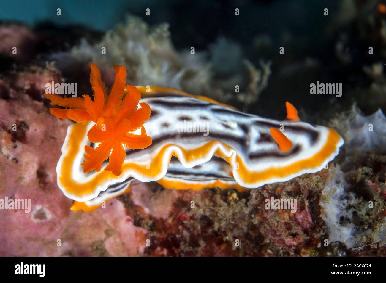 Magnificent nudibranch (Chromodoris magnifica), or sea slug, crawling ...