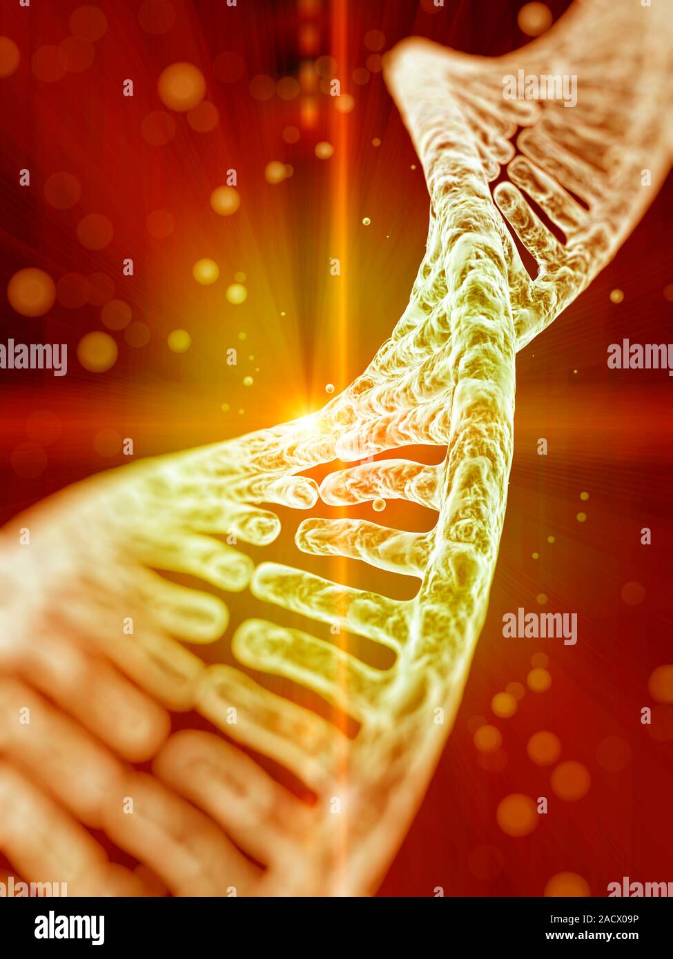 Stylized view of strands of human DNA or deoxyribonucleic acid ...