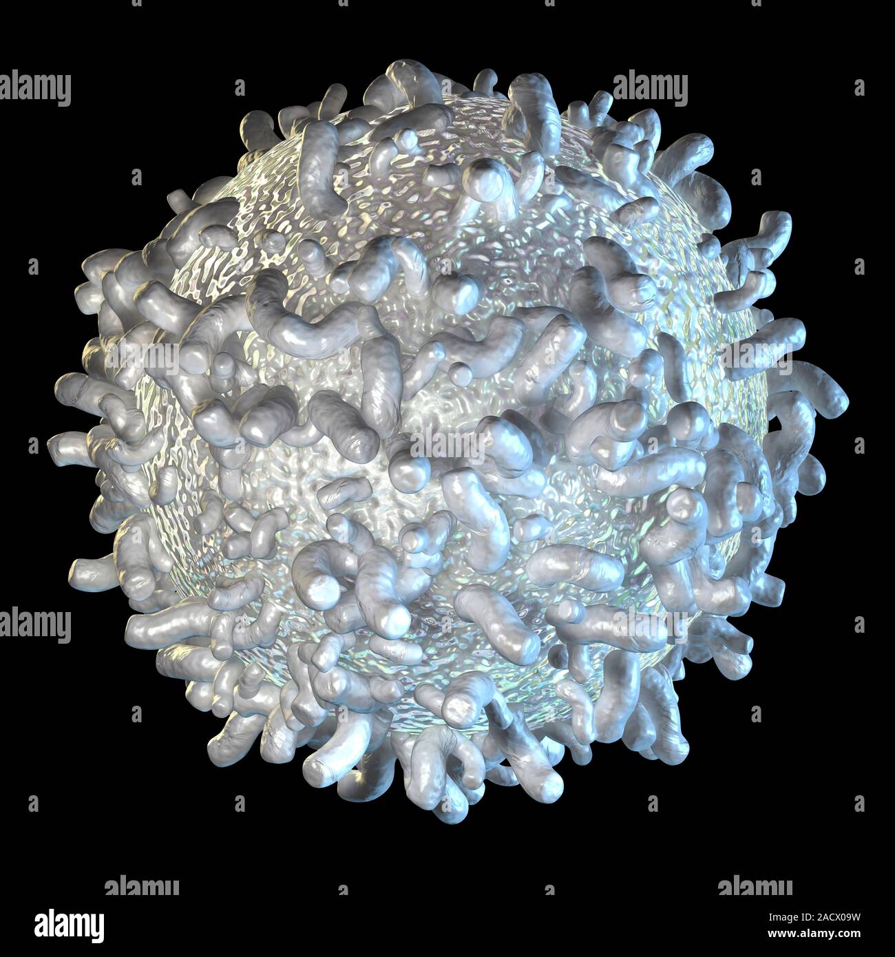 White Blood Cell Model Project