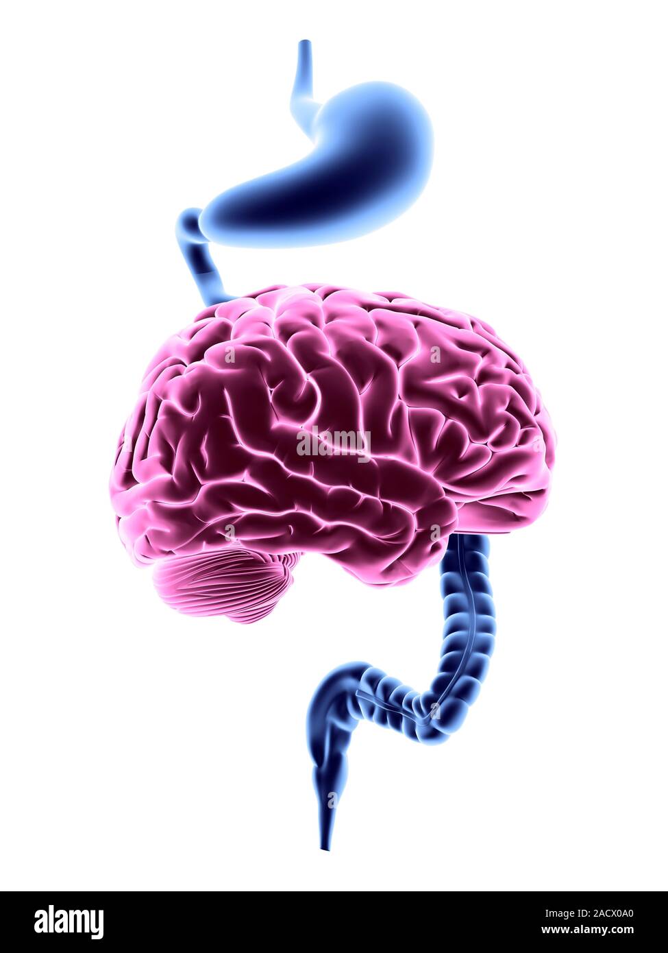 Computer artwork of stomach, brain and colon, depicting the enteric ...