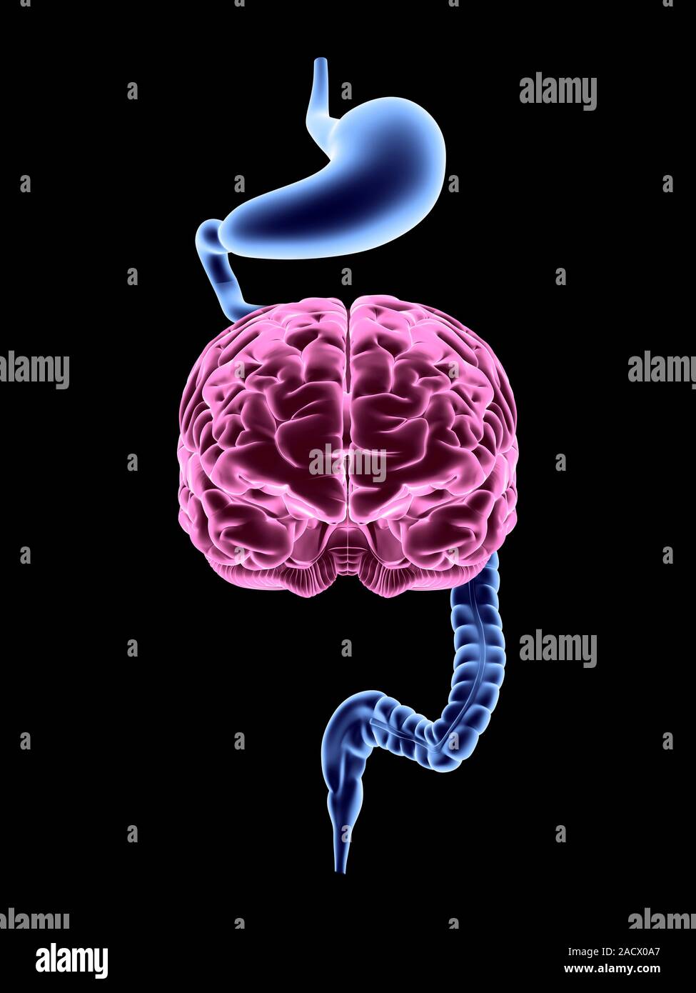 Computer artwork of stomach, brain and colon, depicting the enteric ...