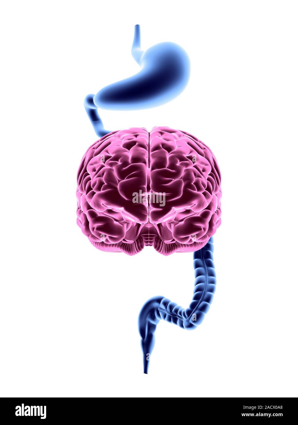 Computer artwork of stomach, brain and colon, depicting the enteric ...