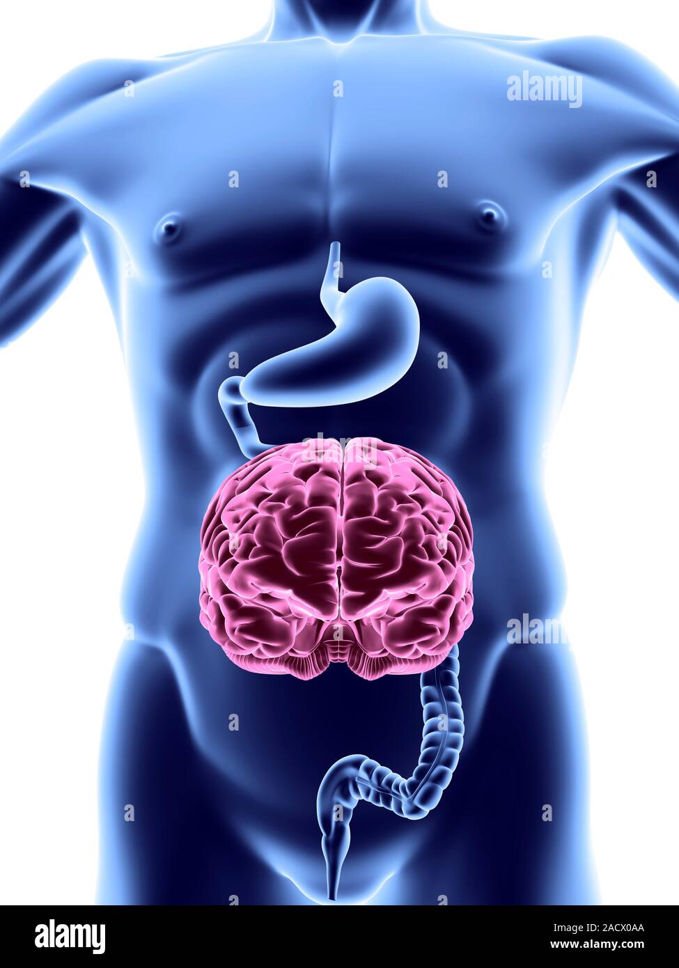 Computer artwork of stomach, brain and colon, depicting the enteric ...