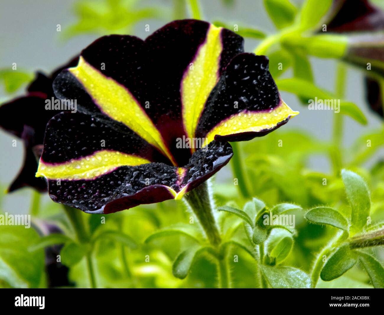 Petunia 'Phantom' flower Stock Photo - Alamy