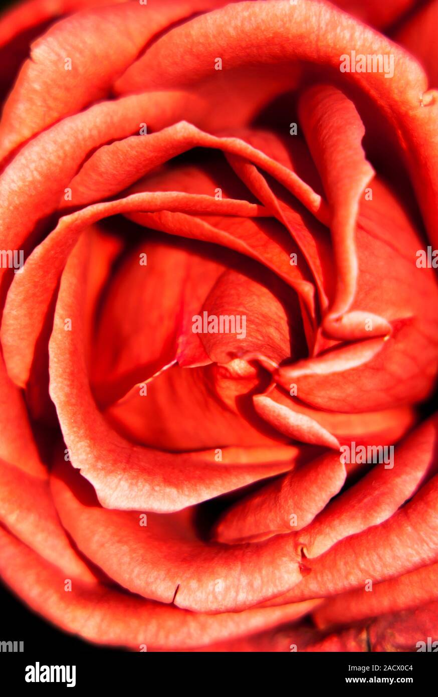 Rosa 'Terracotta' flower, a hybrid tea rose Stock Photo - Alamy