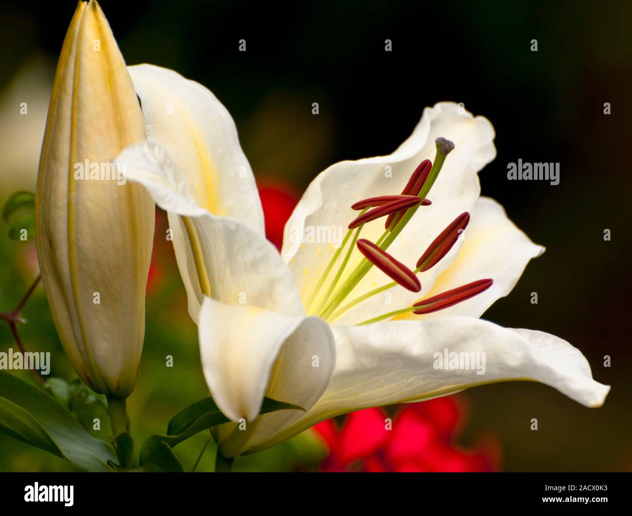 Lilium 'Amazing', an Asiatic hybrid lily, flowering in summer Stock ...