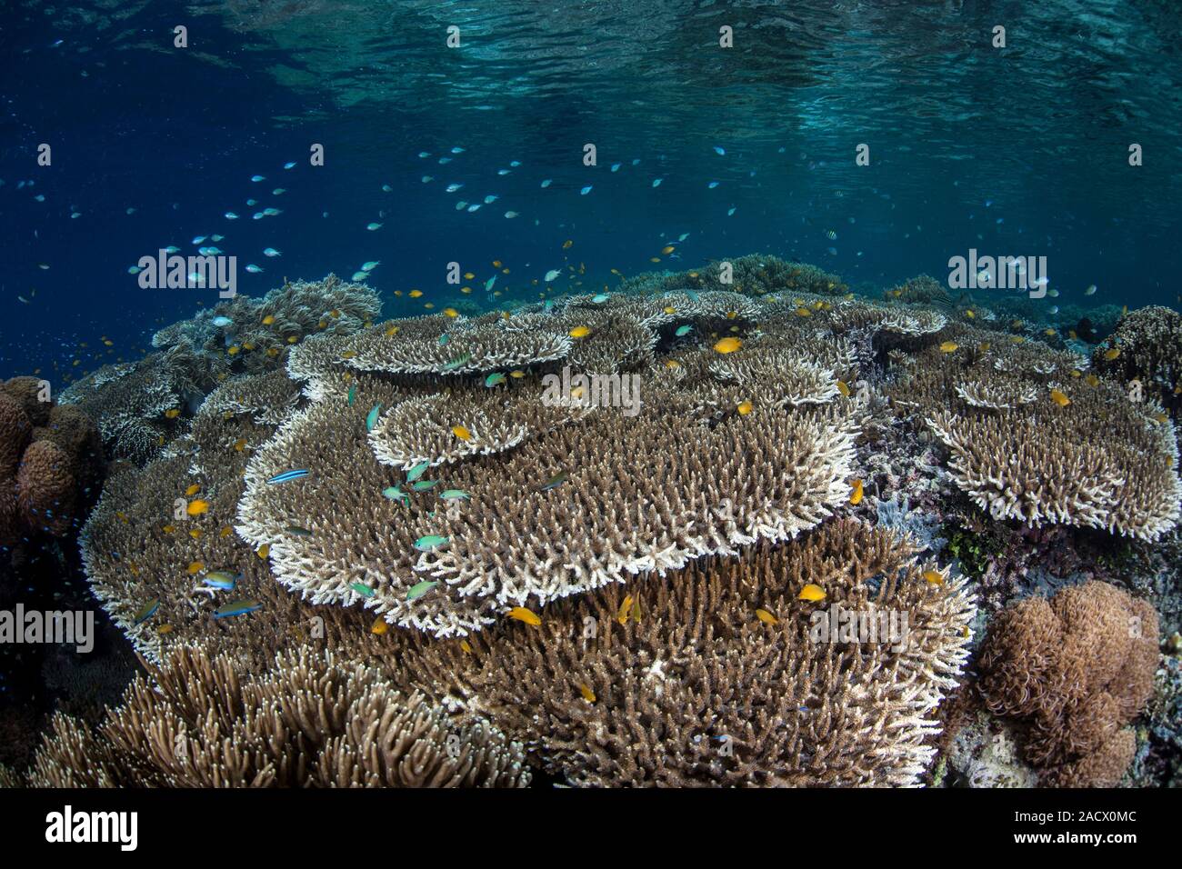 Colorful reef fish, mainly damselfish (Chromis sp.), swimming over a ...