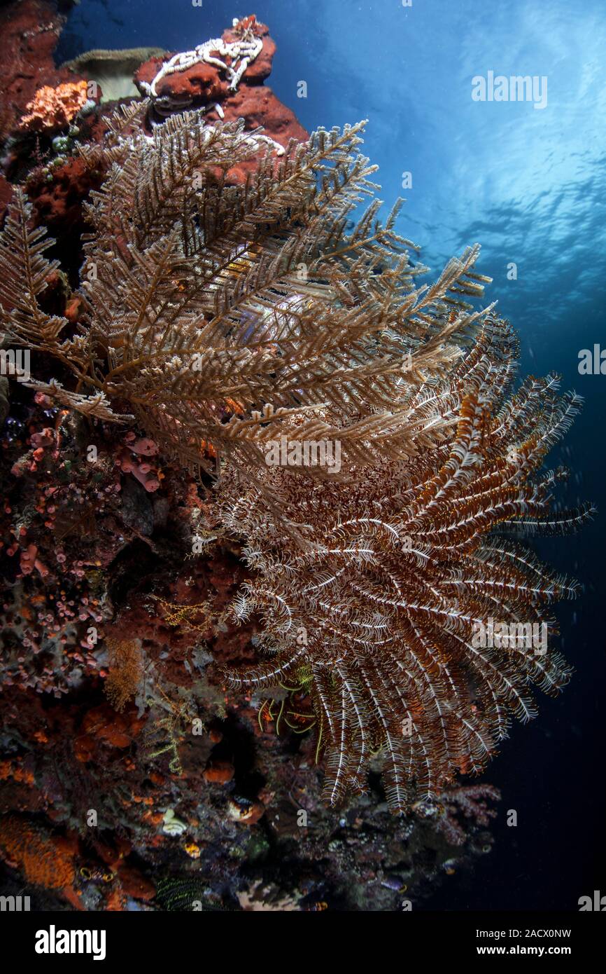 Hydroids and crinoids competing for space and planktonic food on a ...