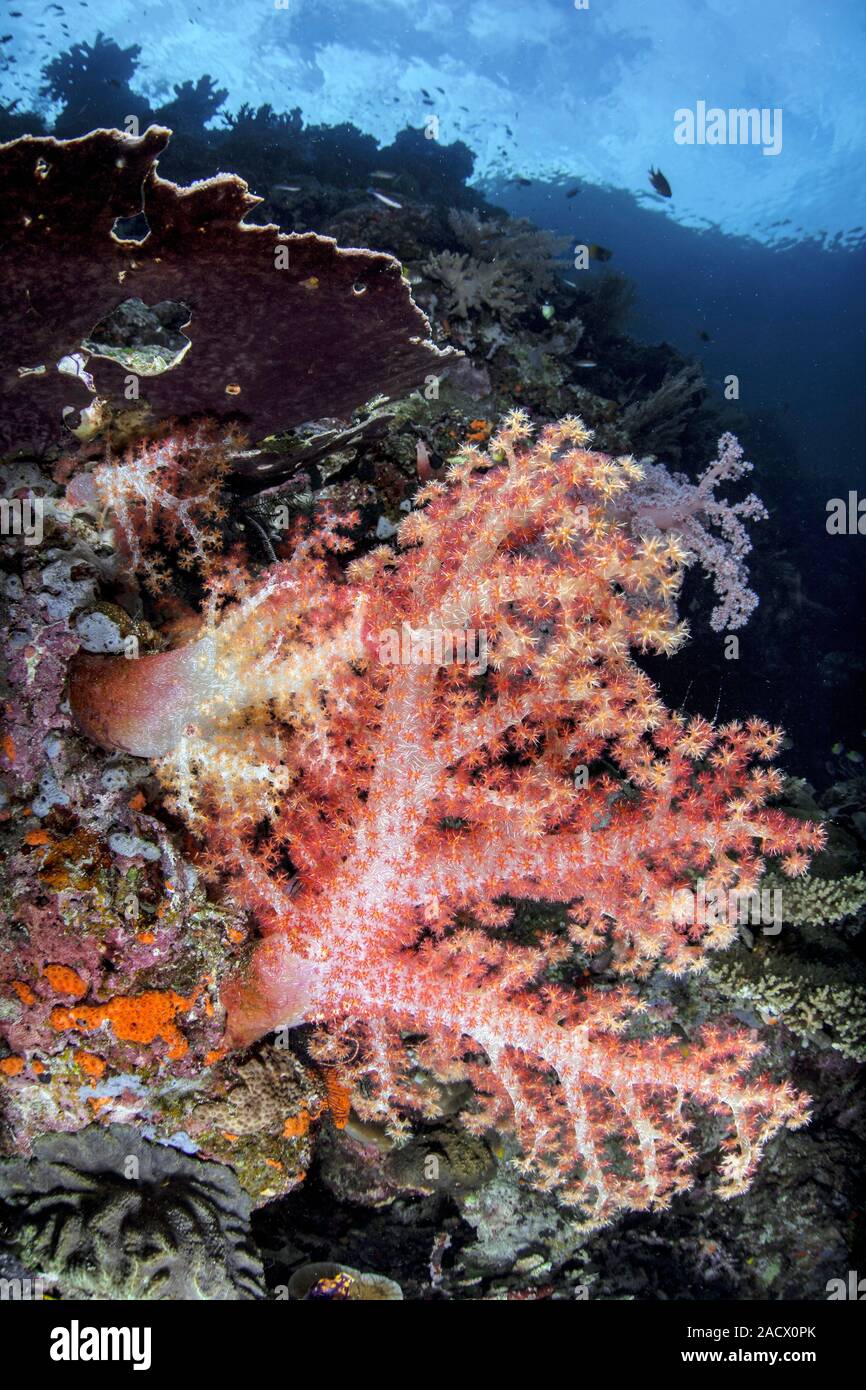Tree coral (Dendronephthya sp., red) colonies growing on a shallow reef ...