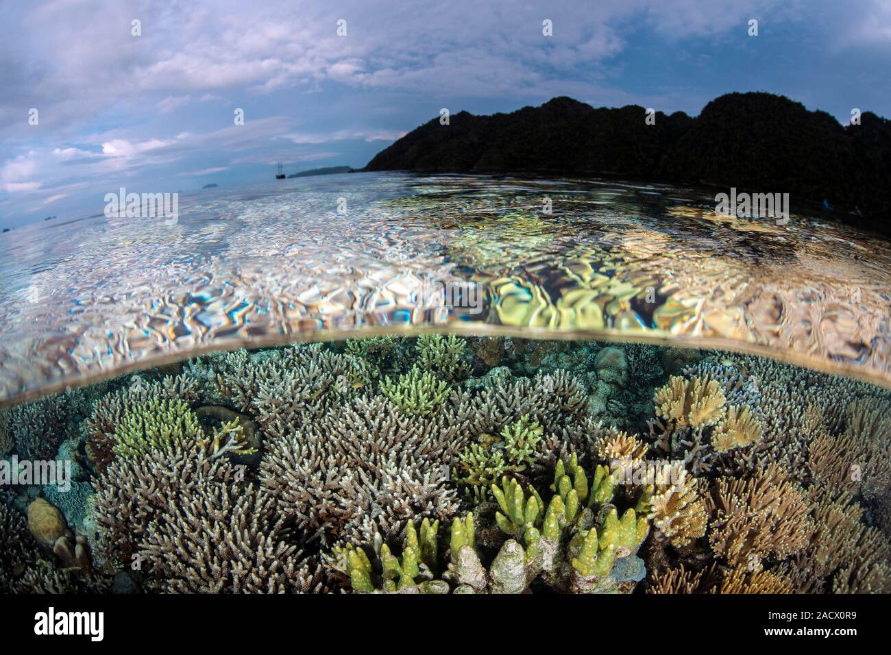 Shallow coral reef. Photographed off Misool, Raja Ampat, West Papua ...