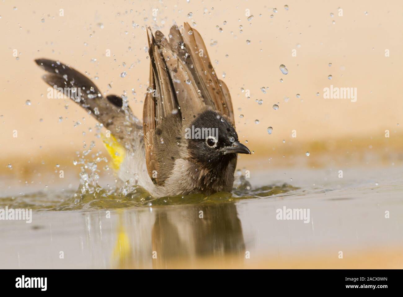 Yellow-vented Bulbul (Pycnonotus xanthopygos) Bathes in a water puddle ...