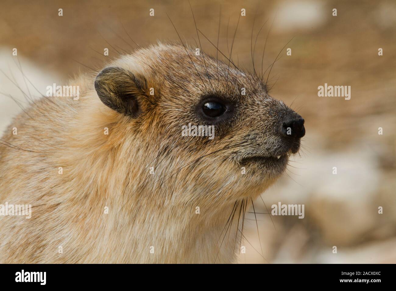 Rock Hyrax, (Procavia capensis syriaca) Photographed in Israel, Judean ...