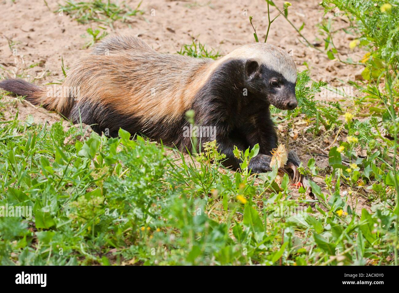 Honey badger (Mellivora capensis), The honey badger, also known as the ...