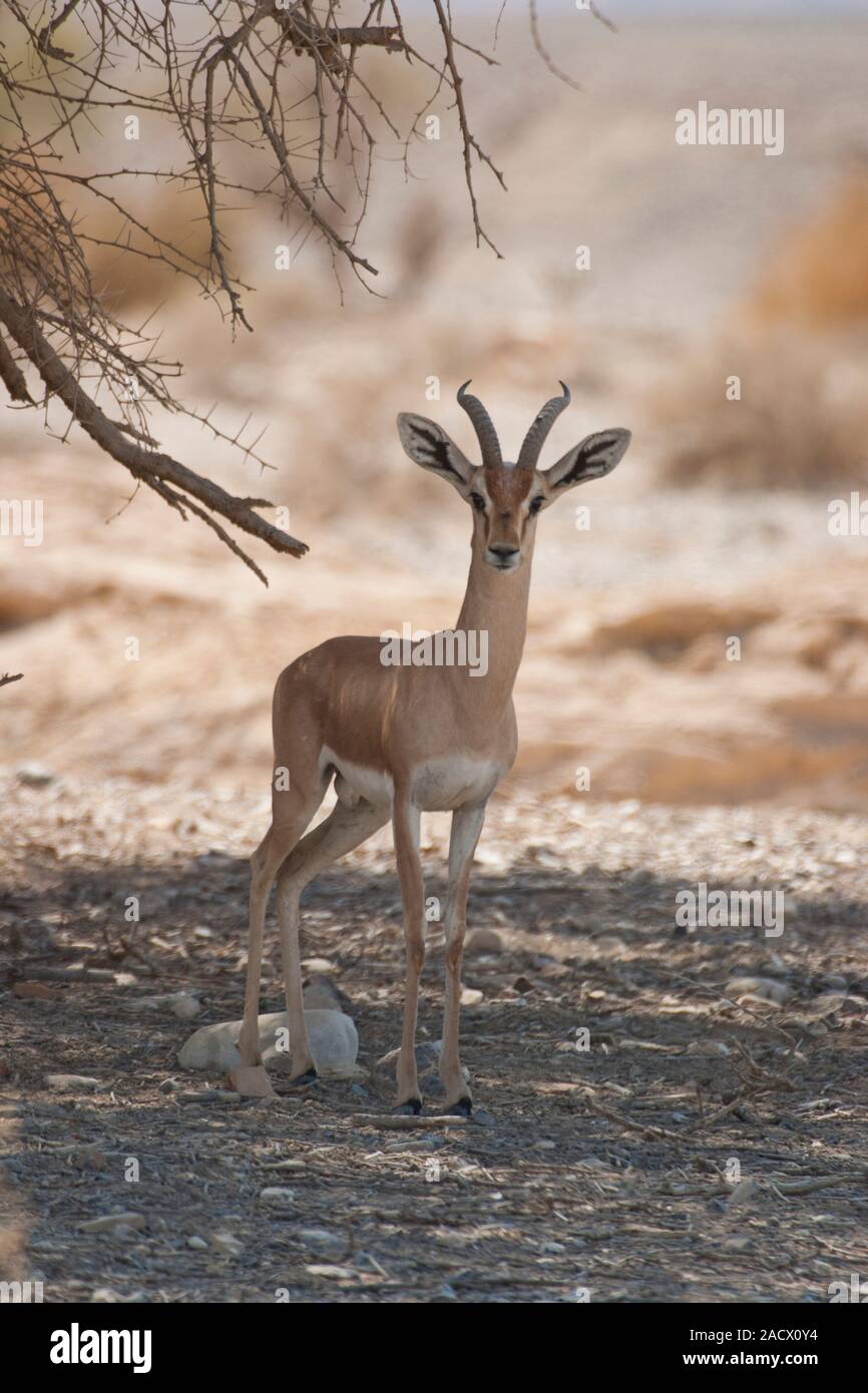 Dorcas Gazelle (Gazella dorcas), also known as the Ariel Gazelle ...