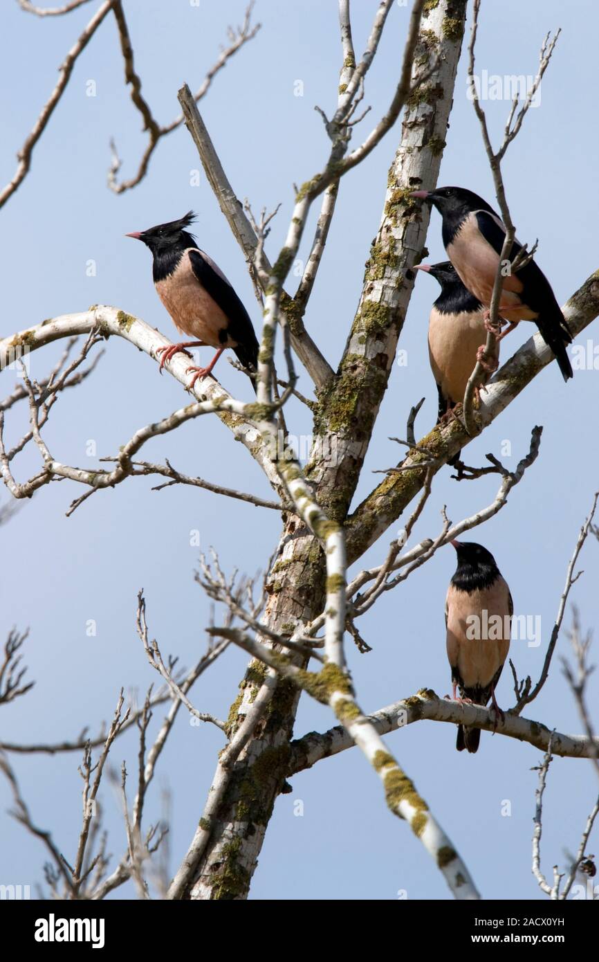 Rosy Starling (AKA Rose-coloured Starling or Rose-coloured Pastor ...