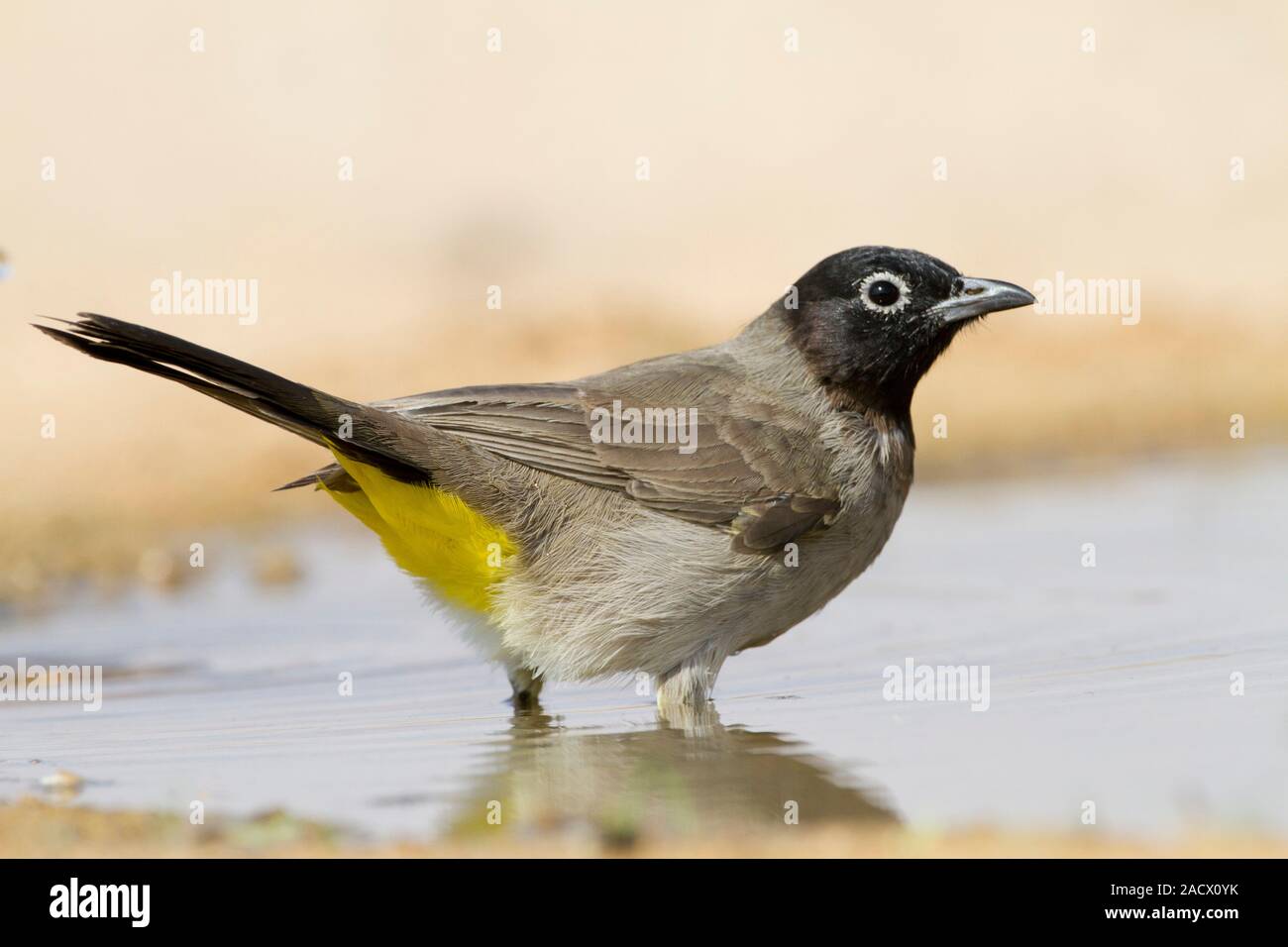 Yellow-vented Bulbul (Pycnonotus xanthopygos) on a brunch, negev desert ...
