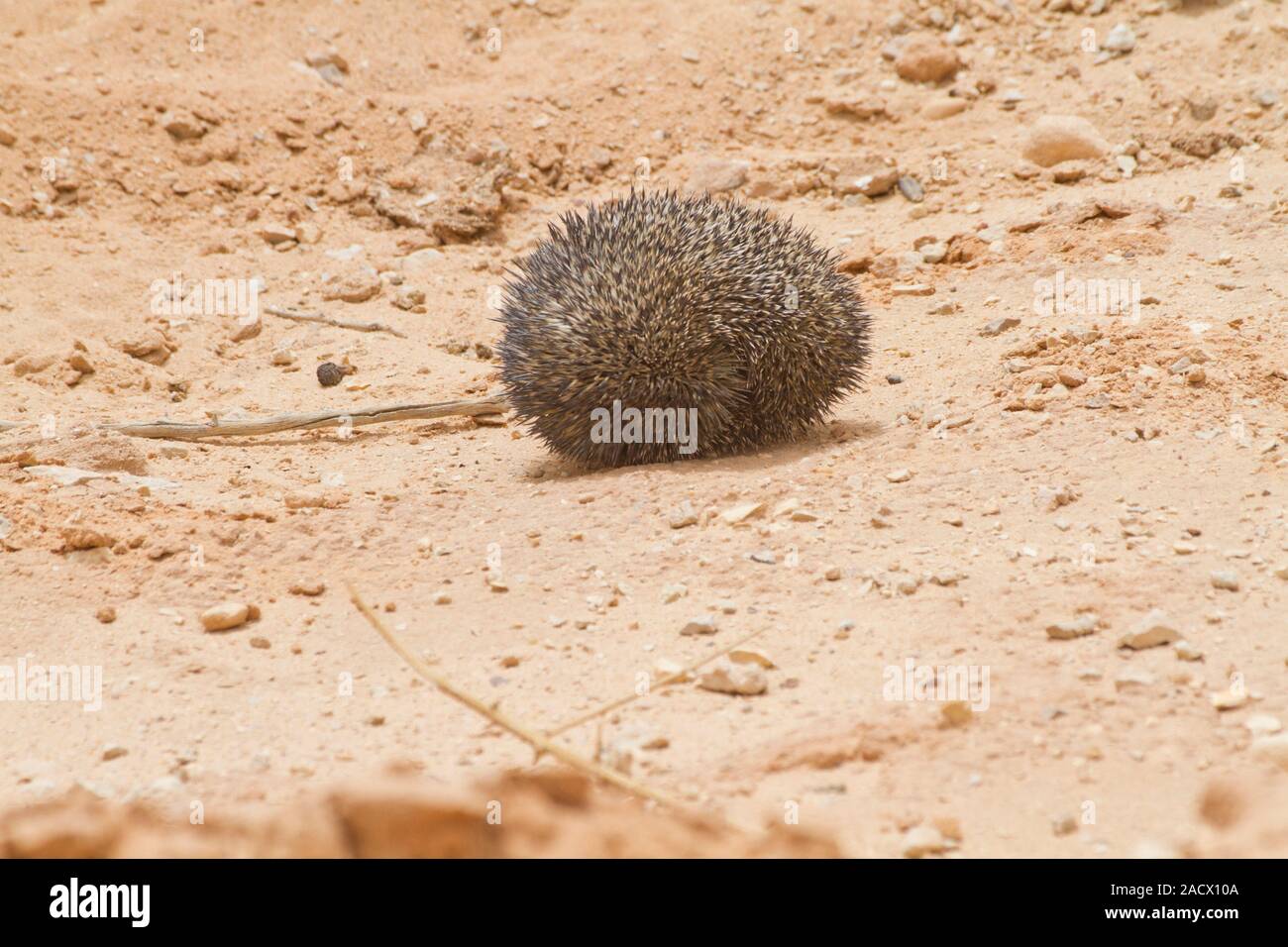 Desert Hedgehog (Paraechinus aethiopicus) negev desert, israel Stock ...
