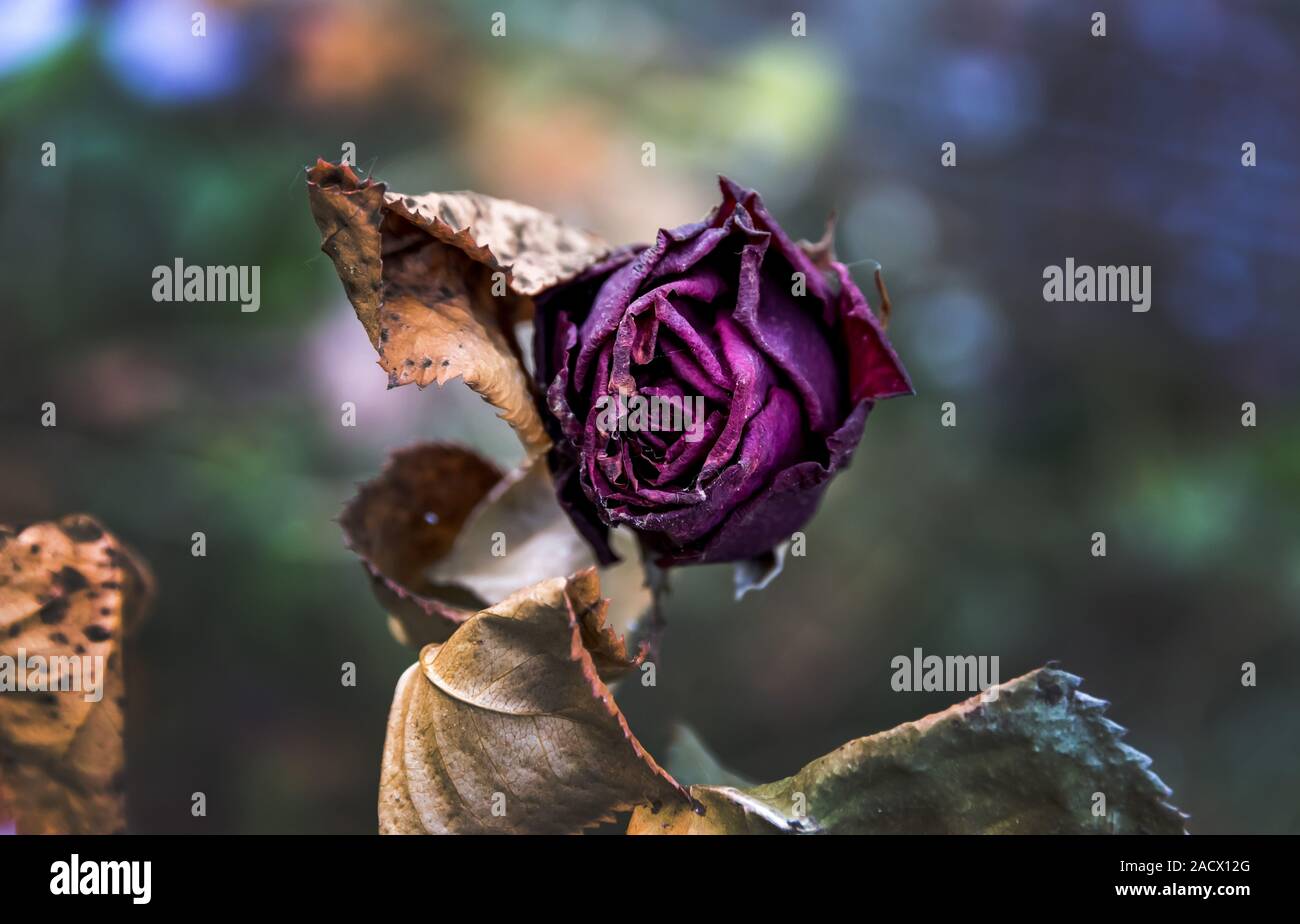 Withered flowers hi-res stock photography and images - Alamy