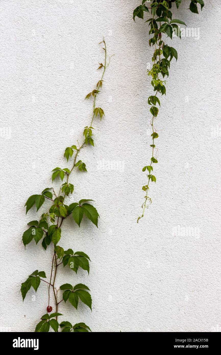 Plant grows upwards Stock Photo - Alamy