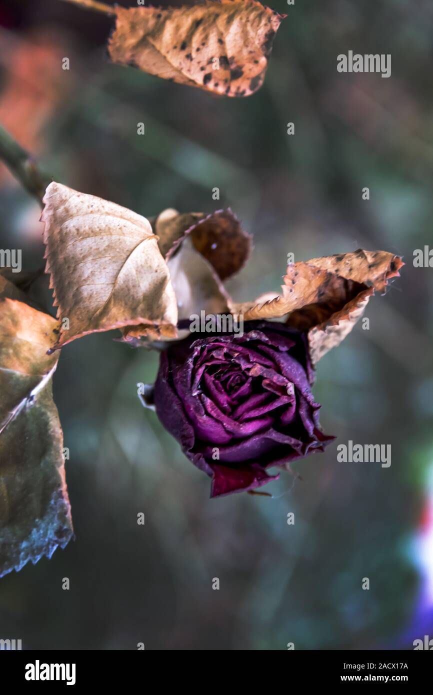 Withered flowers hi-res stock photography and images - Alamy
