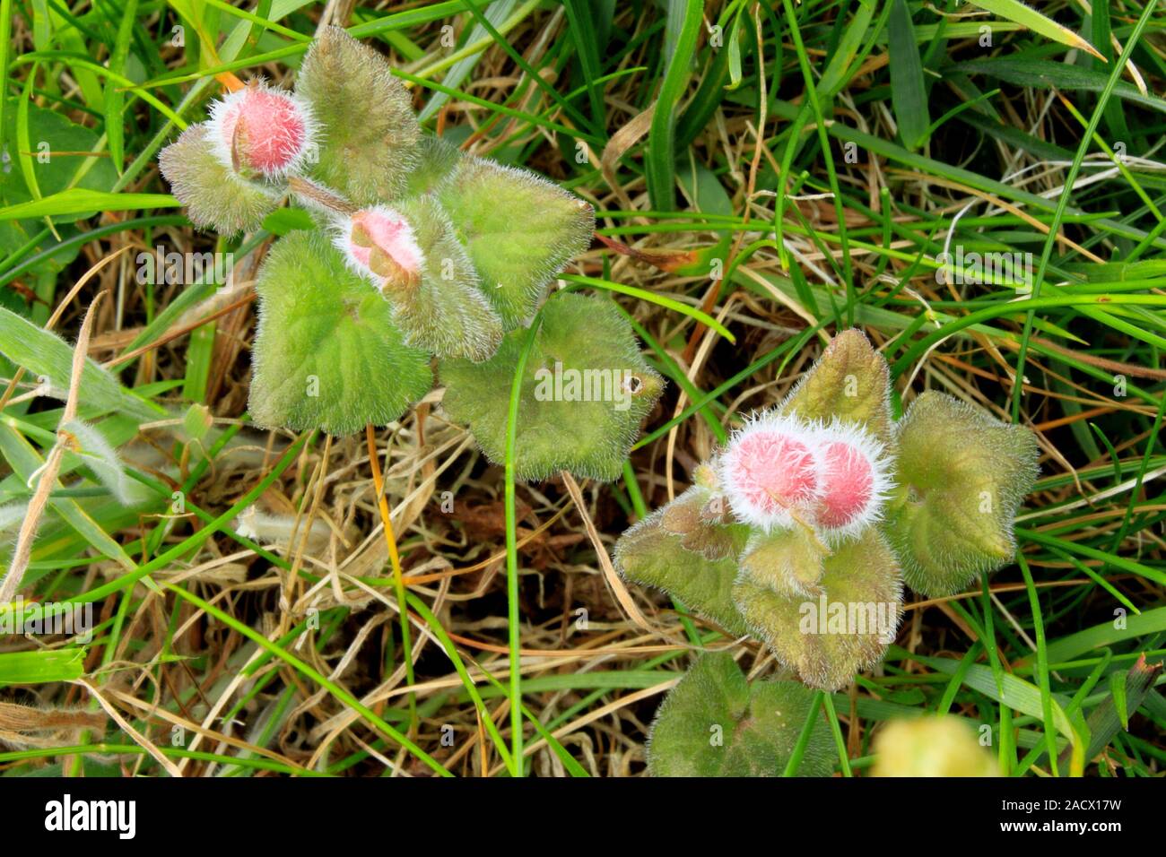 Ground ivy (Glechoma hederacea) with Creeping Charley gall wasp ...
