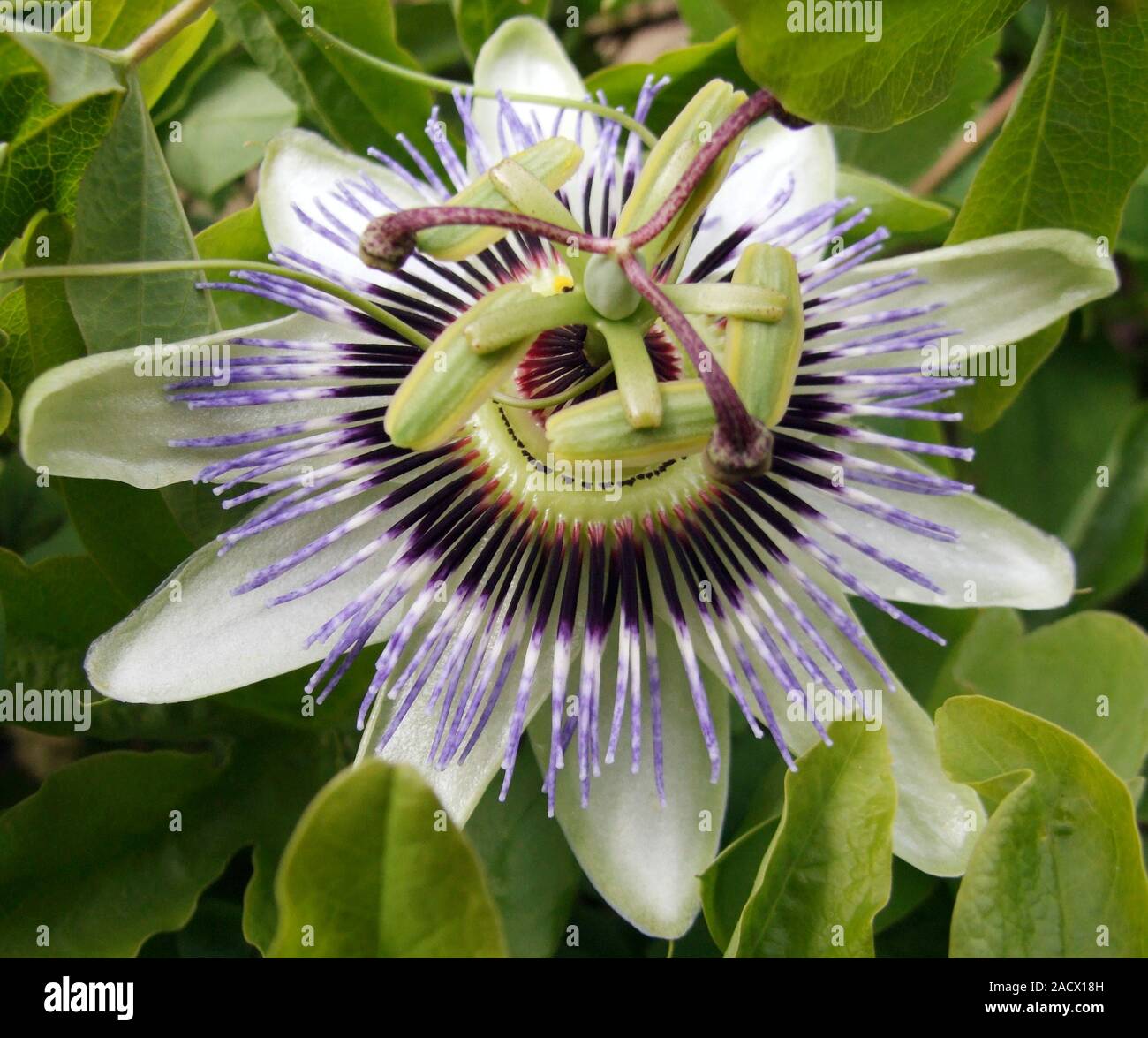 Common passion flower (Passiflora caerulea Stock Photo - Alamy