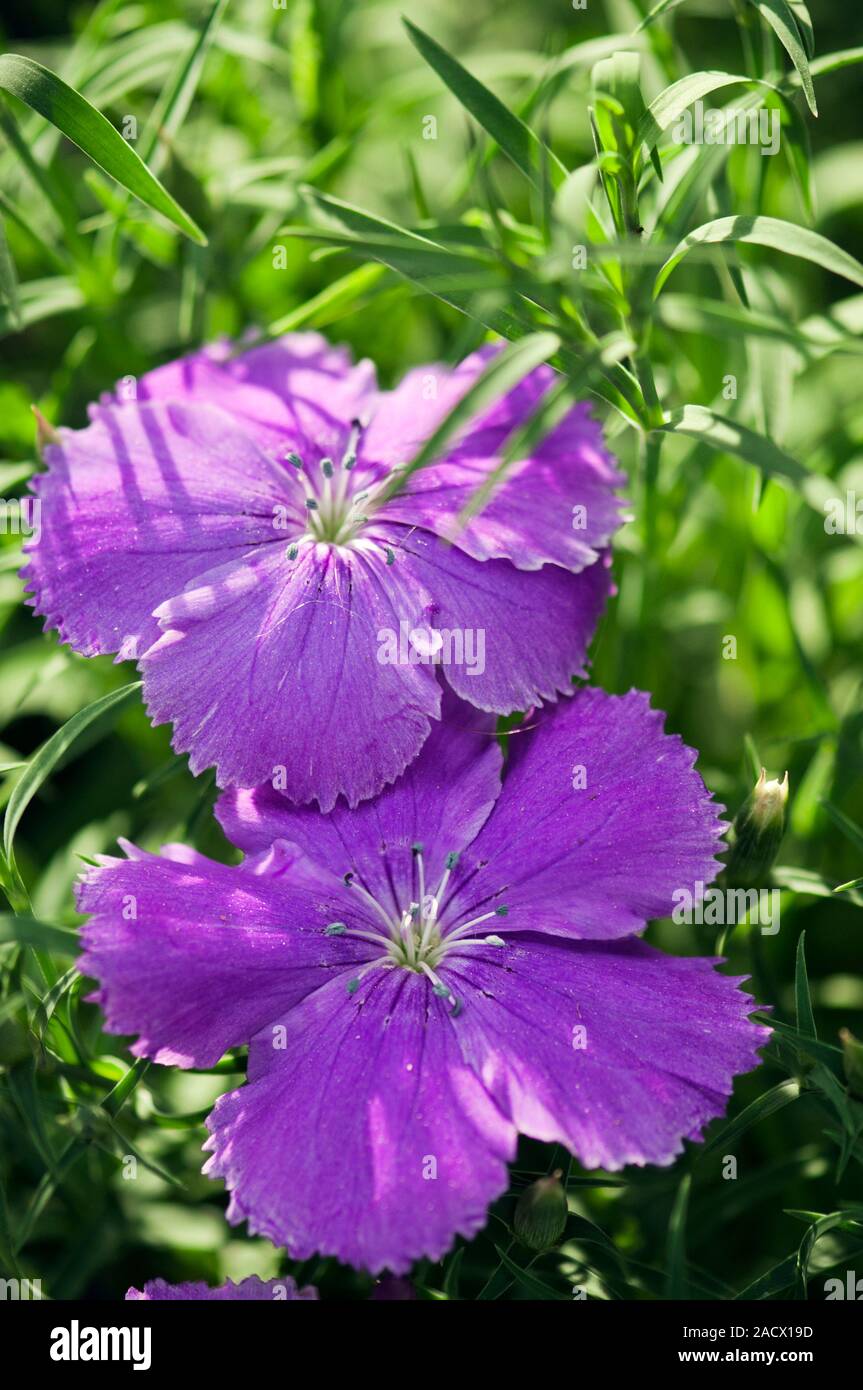 Purple Carnation (Dianthus sp Stock Photo - Alamy