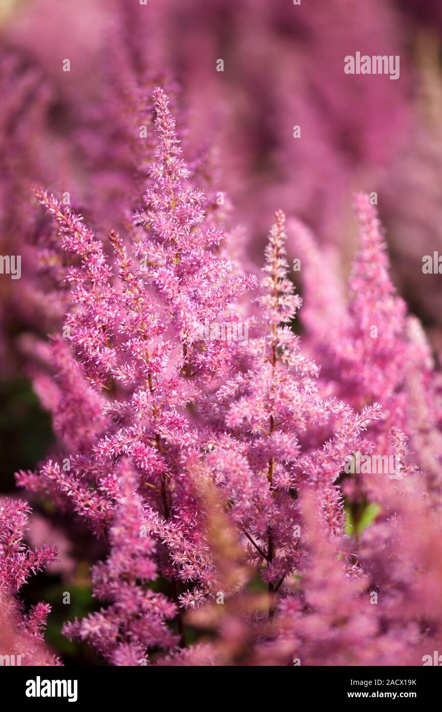 Astilbe chinensis 'Vision in Pink' Stock Photo - Alamy