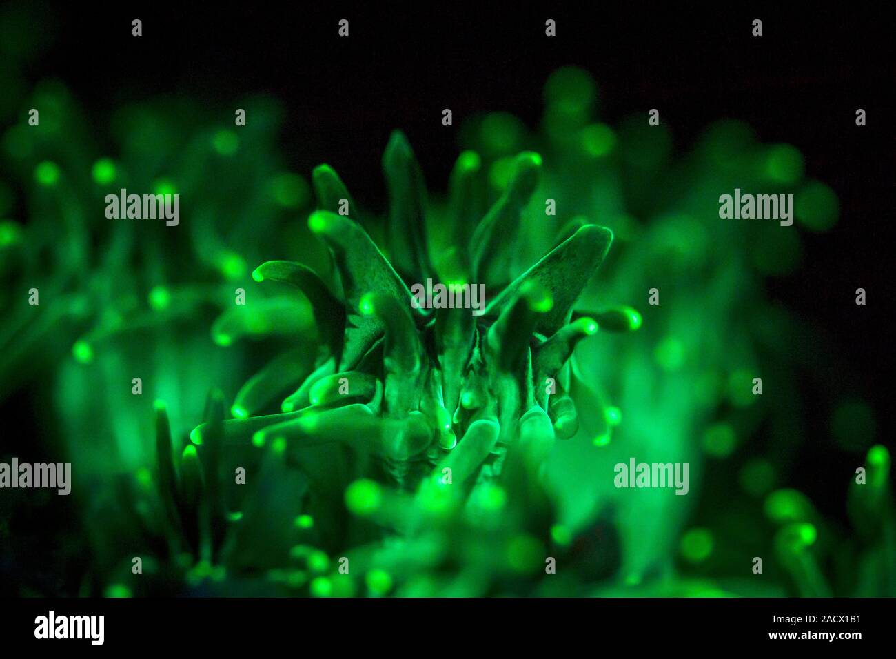 Fluorescent coral. Fluorescence is a common trait for many reef ...