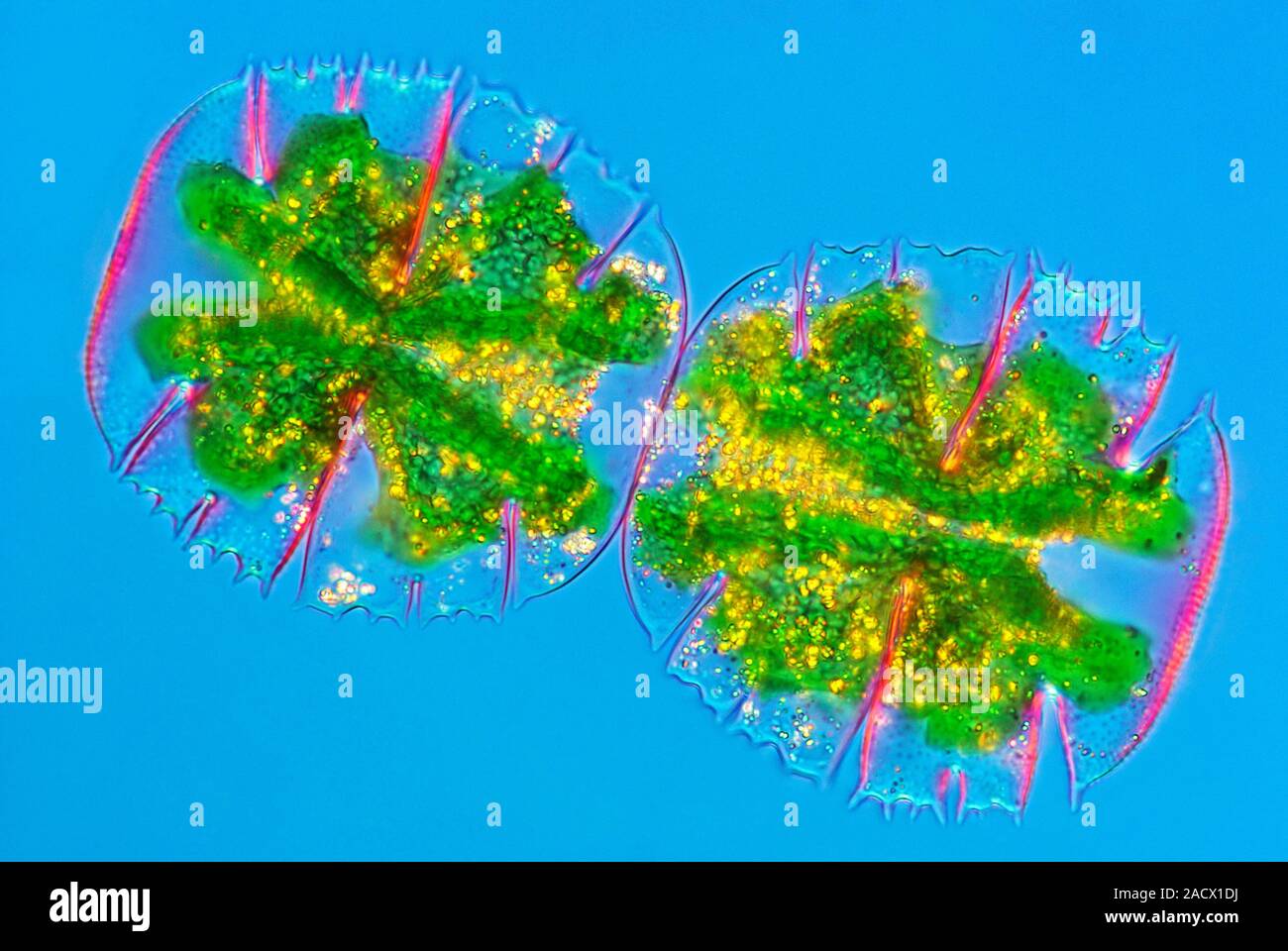 Polarised light micrograph of a pair of Micrasterias sp. desmids, a ...